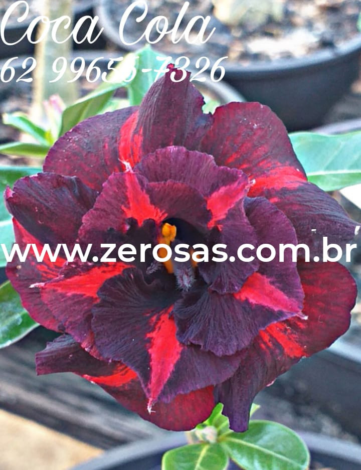 Coca Cola - Rosa do Deserto - Zé Rosas do Deserto