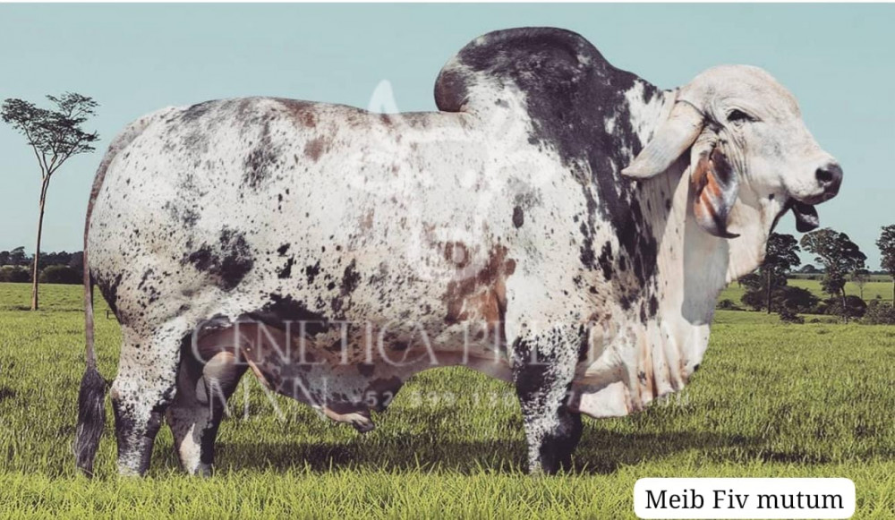 MEIB FIV MUTUM - Genetica premium mxn