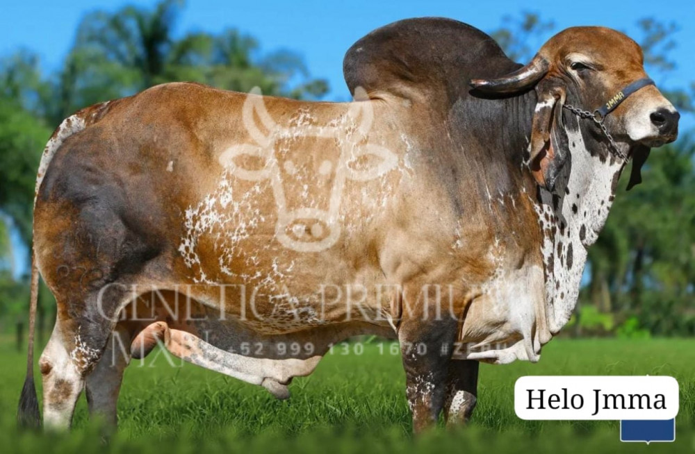 HELO JMMA - Genetica premium mxn