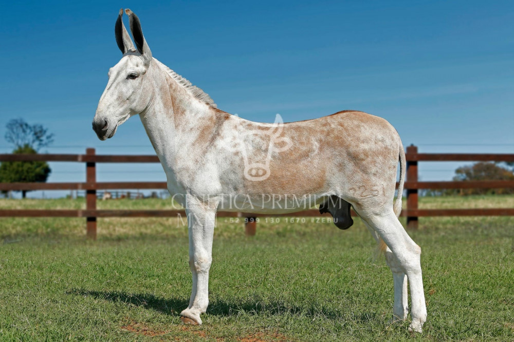 Genetica premium mxn