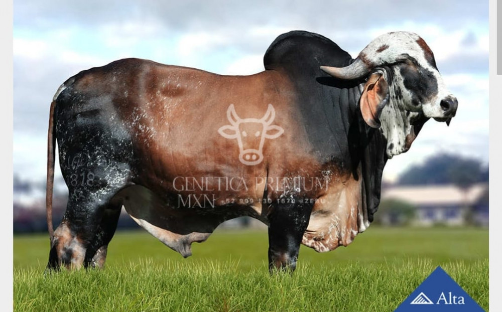 Nedio FIV Wad - Genetica premium mxn