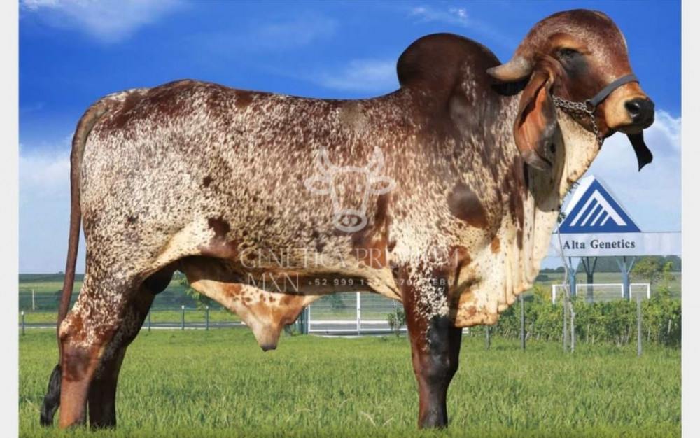 Sônico FIV da Palma - Genetica premium mxn