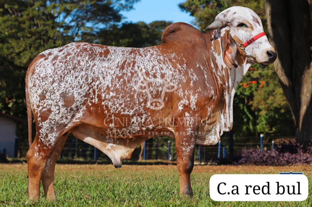 C A RED BUL - Genetica premium mxn