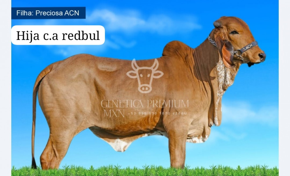 C A RED BUL - Genetica premium mxn