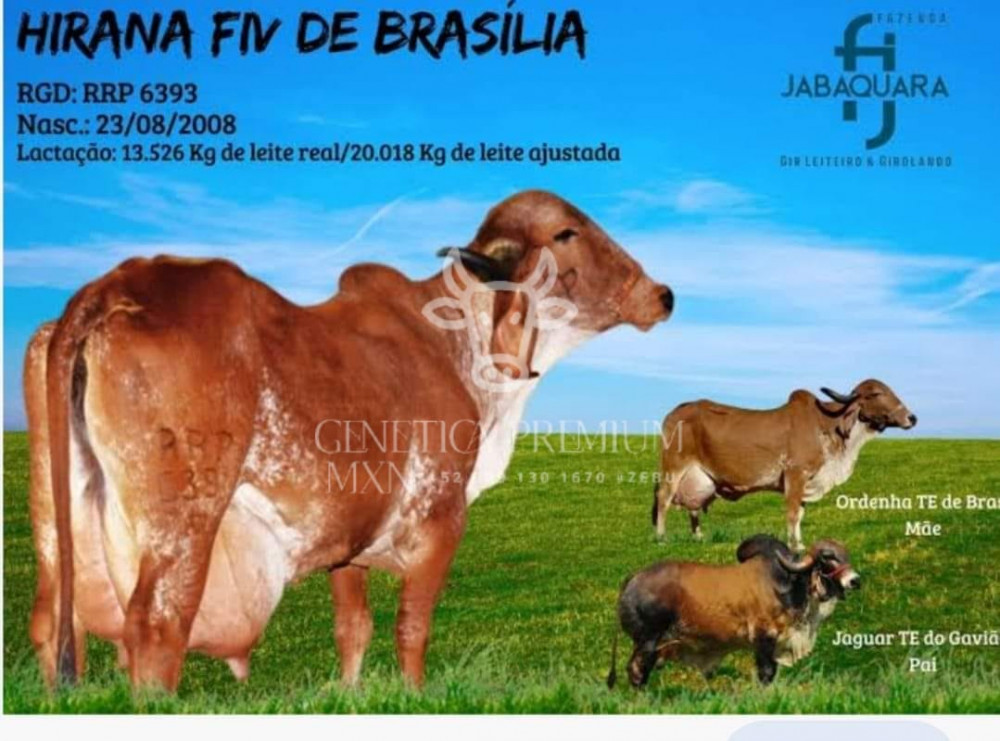 EDANK TE JABAQUARA - Genetica premium mxn