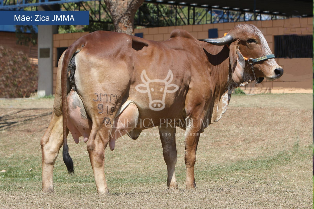 DOBLO JMMA - Genetica premium mxn