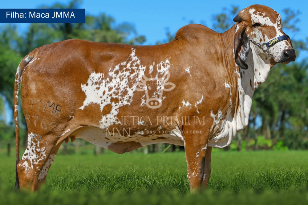 HELO JMMA - Genetica premium mxn