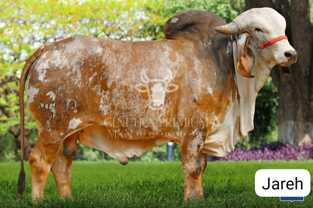 JAREH FIV JMMA - Genetica premium mxn