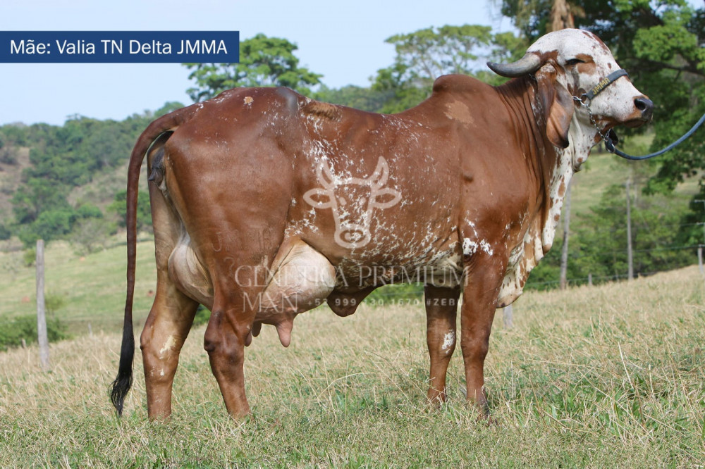 JAREH FIV JMMA - Genetica premium mxn