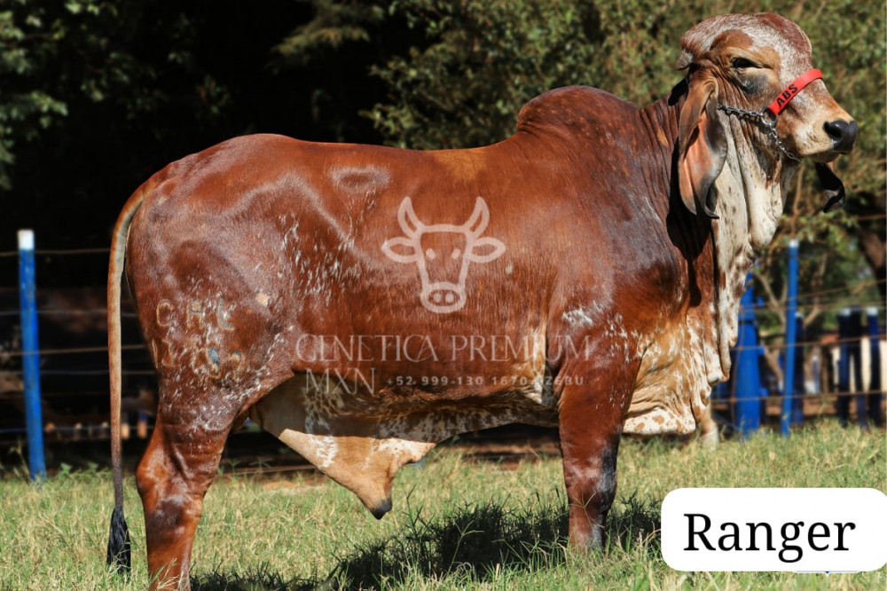 RANGER CAL - Genetica premium mxn