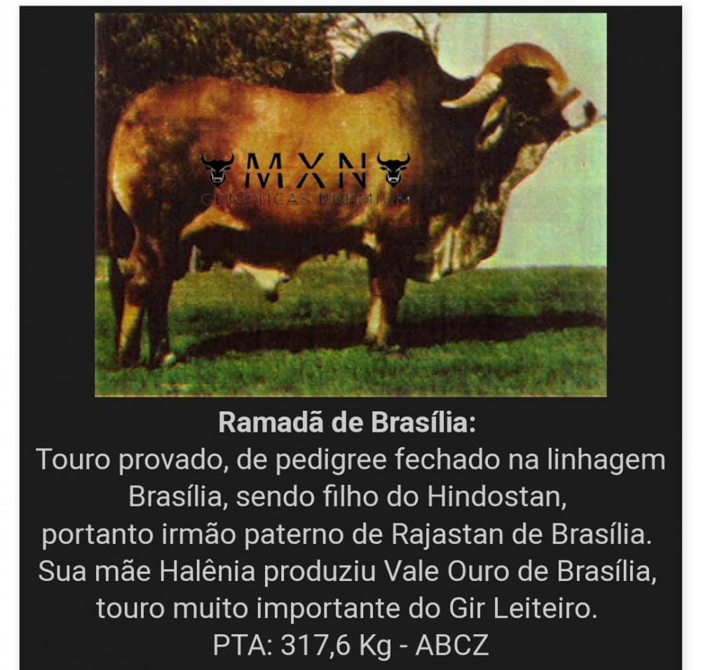 Genetica premium mxn