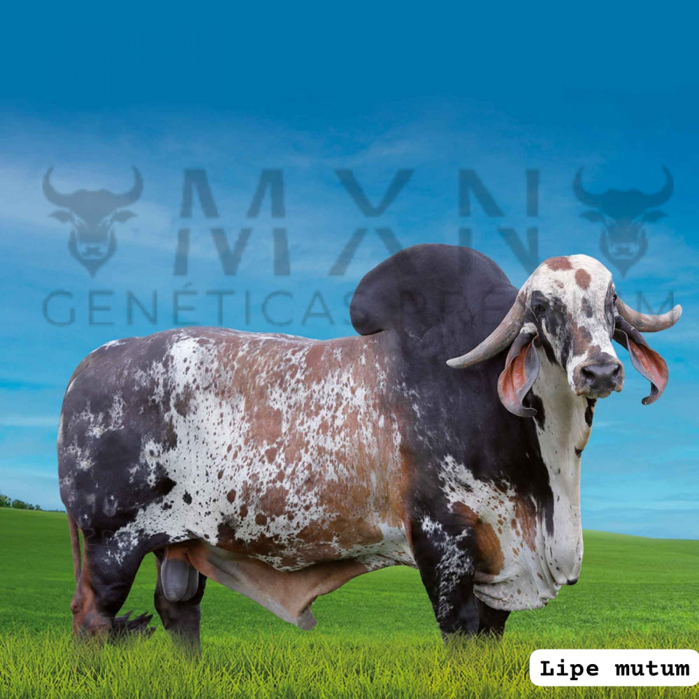 Produtos - Genetica premium mxn