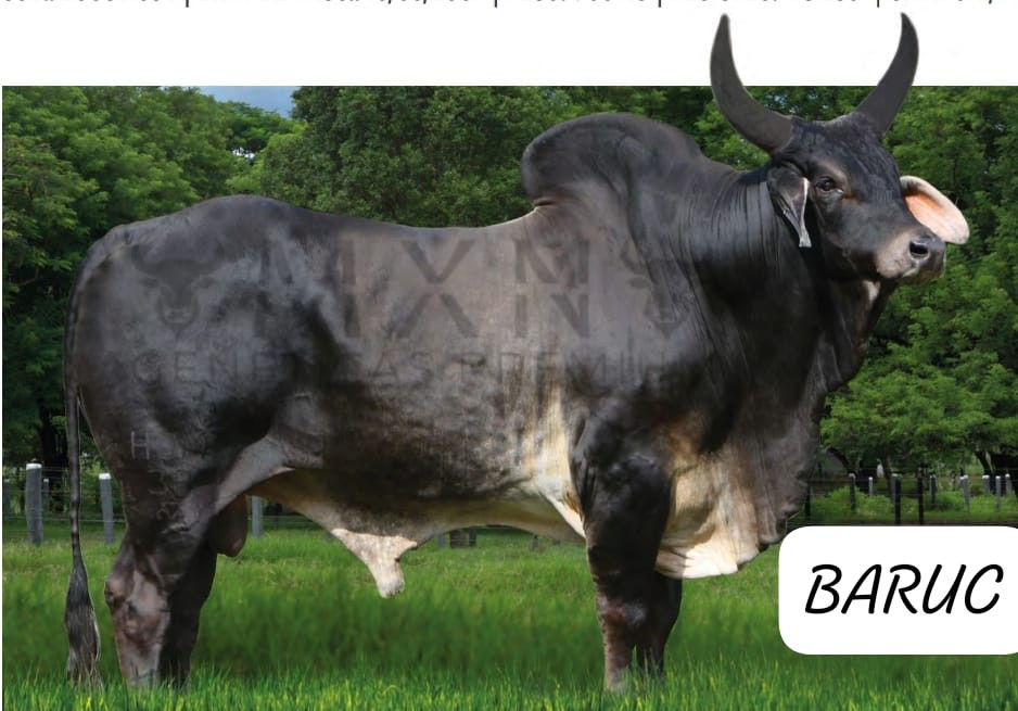 Genetica premium mxn