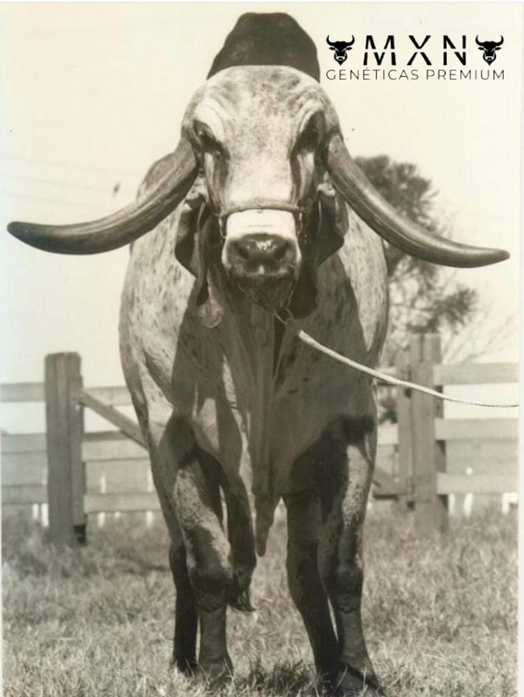 Genetica premium mxn